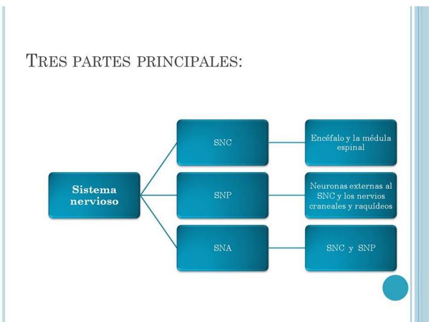 Flashcards de 0 1 EMBRIOLOGIA | Por Daniela | uDocz