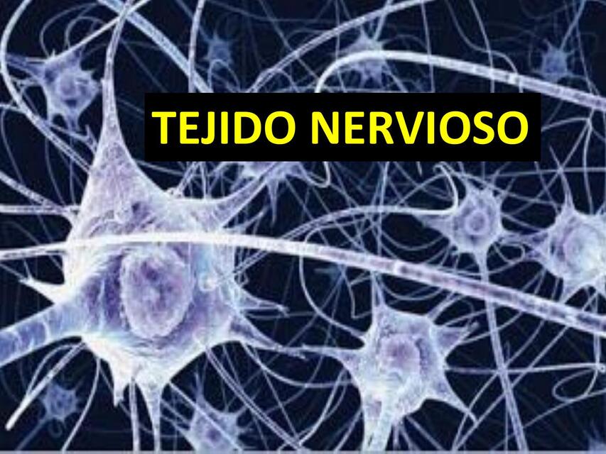 UNIDAD TEJIDO NERVIOSO GENERAL | Lu | uDocz