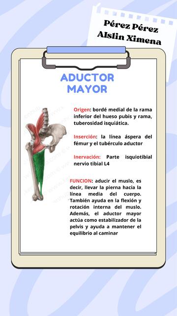 Músculo aductor mayor | Aislin | uDocz