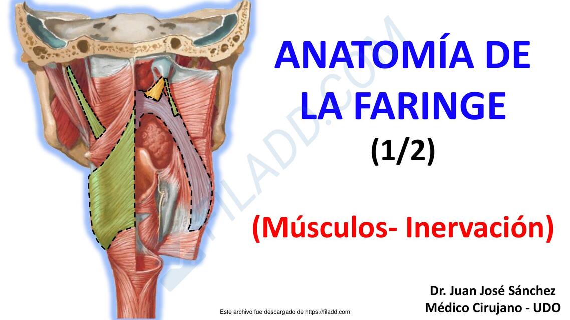 18Canal Cuello 13 Anatomia de la Faringe 1 Musculo | Day Bello | uDocz
