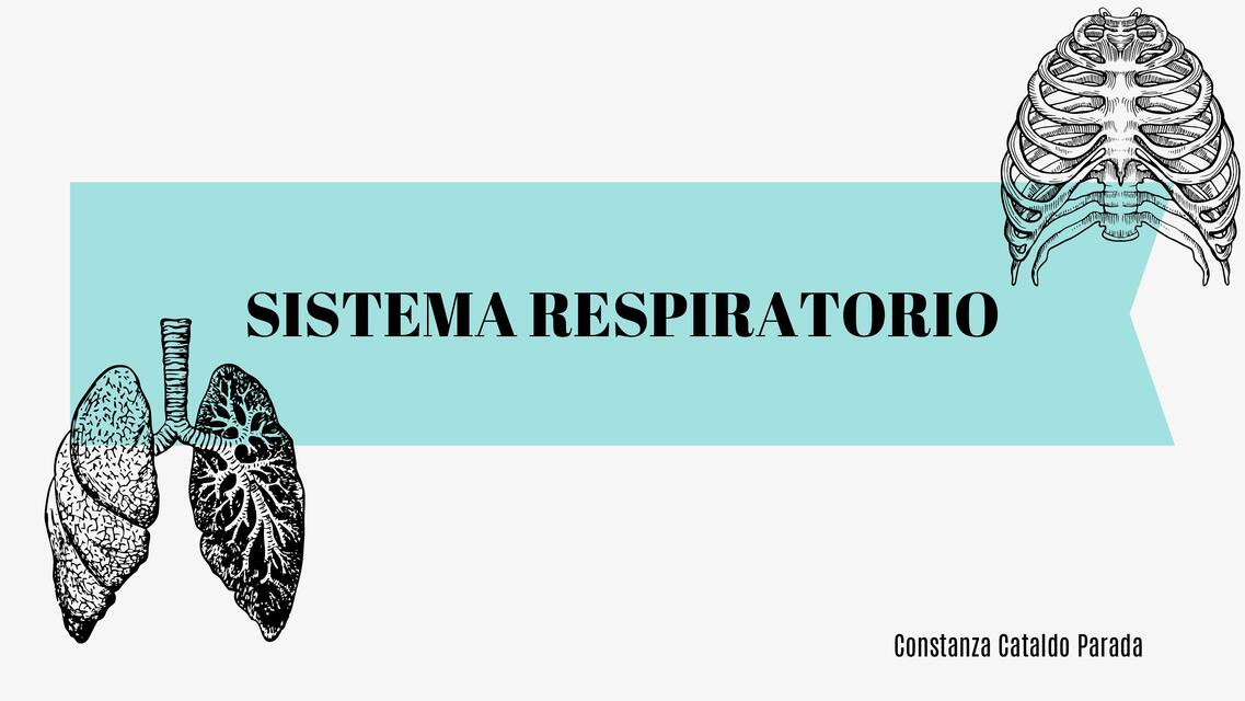 sistema respiratorio pdf | constanza | uDocz