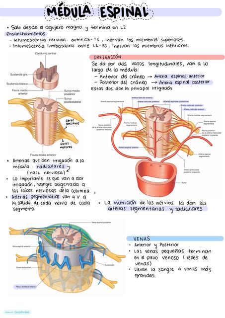 Médula espinal | Seila Aziel | uDocz