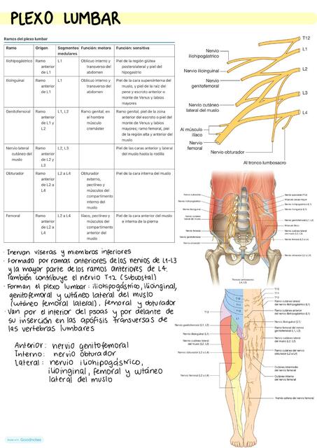 Plexo lumbar | Seila Aziel | uDocz