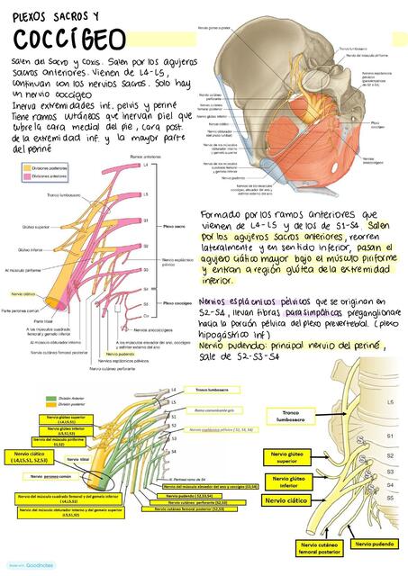 Plexo sacro y coccígeo | Seila Aziel | uDocz