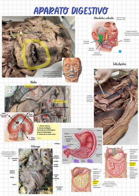 Aparato digestivo | Andrea | uDocz