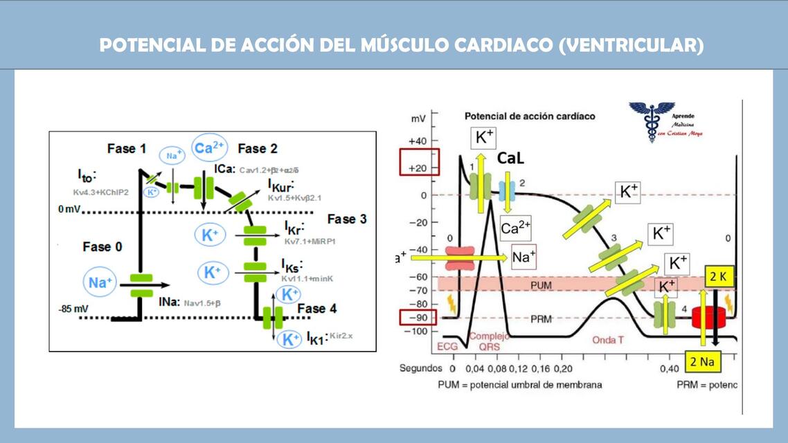 POTENCIAL DE ACCIÓN CICLO CARDIACO Y ALTERACIONES | Katty | uDocz
