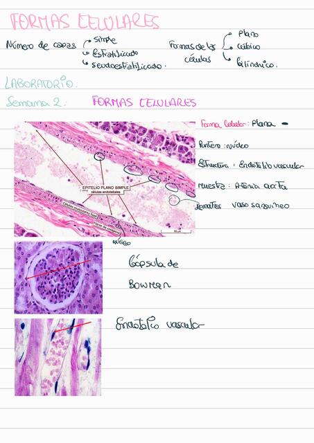 Formas celulares | Mercedes | uDocz