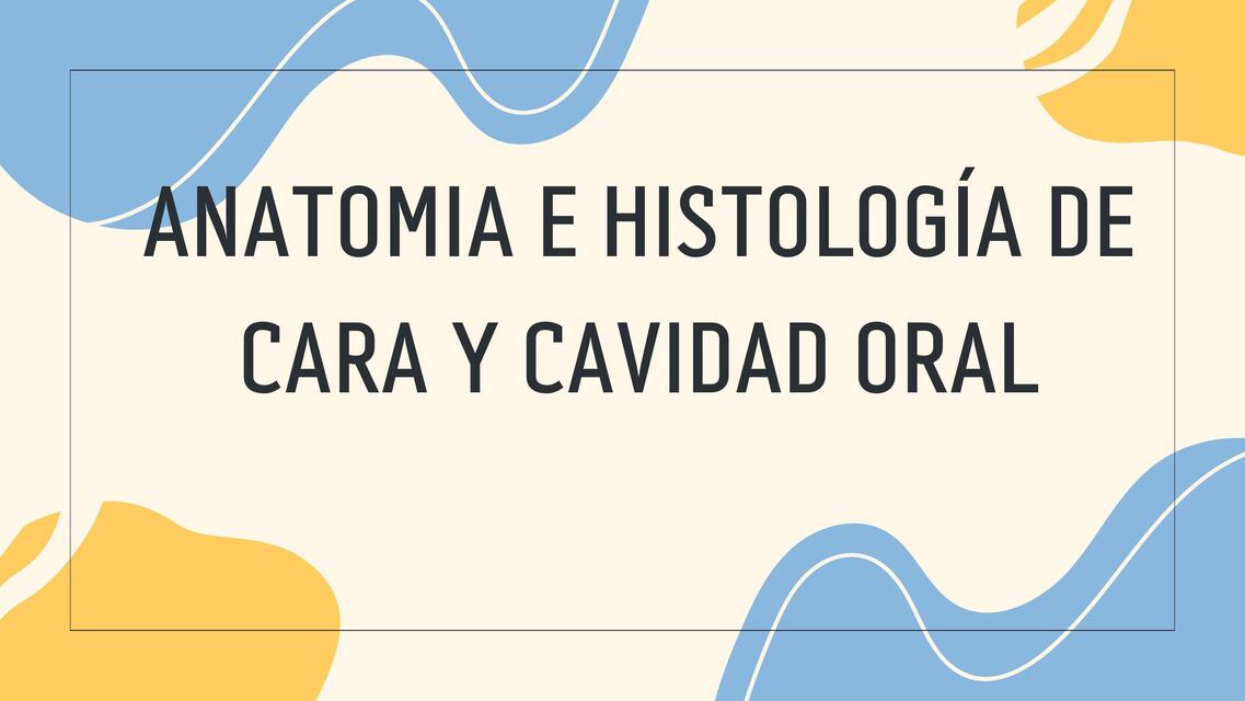 Flashcards de ANATOMIA E HISTOLOGÍA DE CARA Y CAVIDAD ORAL | Por Ally De León | uDocz