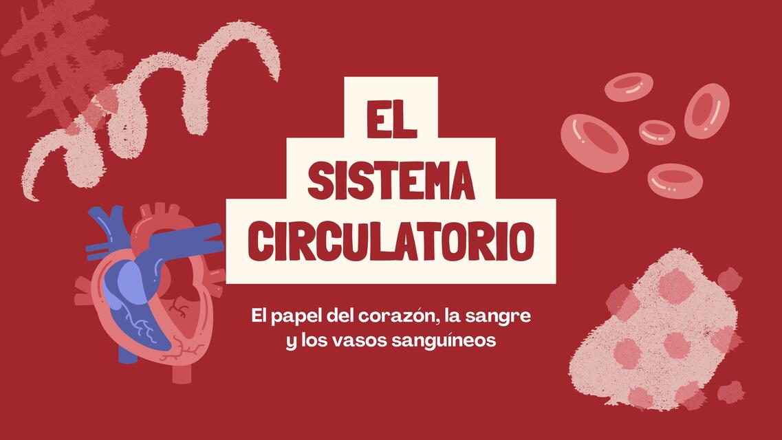 Flashcards de Presentación Educativa sobre el Sistema Circulator | Por ...