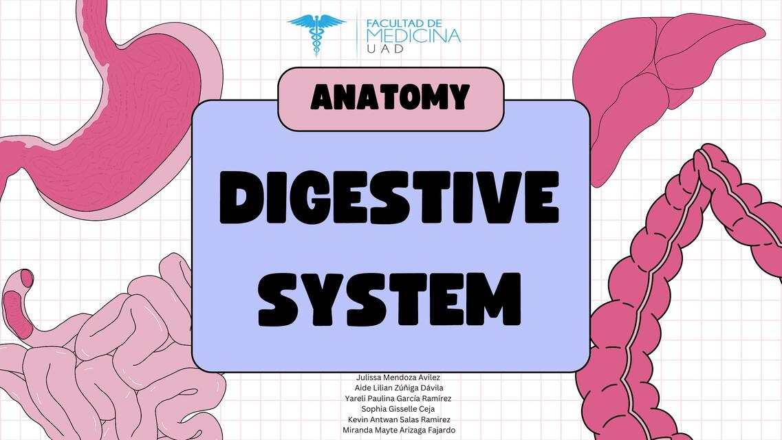 Digestive System Biology Presentation ingles | aide lilian | uDocz