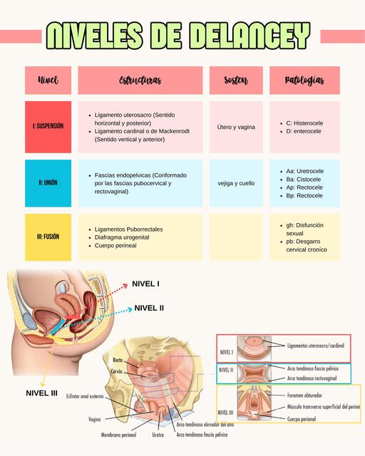 NIVELES DE DELANCEY | Celimedic | uDocz