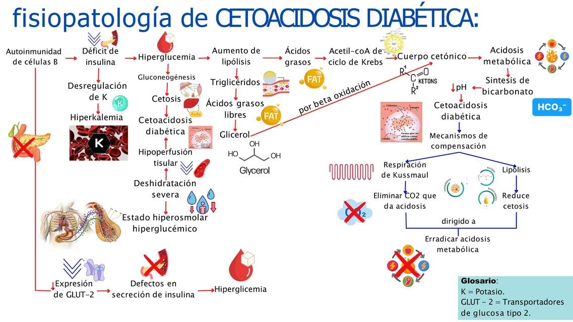 Fisiopatología de cetoacidosis diabética | ARACELI | uDocz
