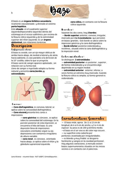 Anatomía e Histología de bazo | MeddapuntesUNL | uDocz