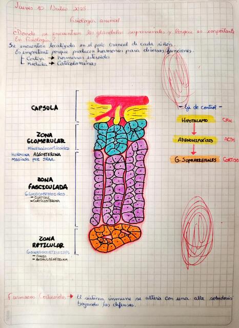 Glándula adrenal | Bri Pazmiño | uDocz