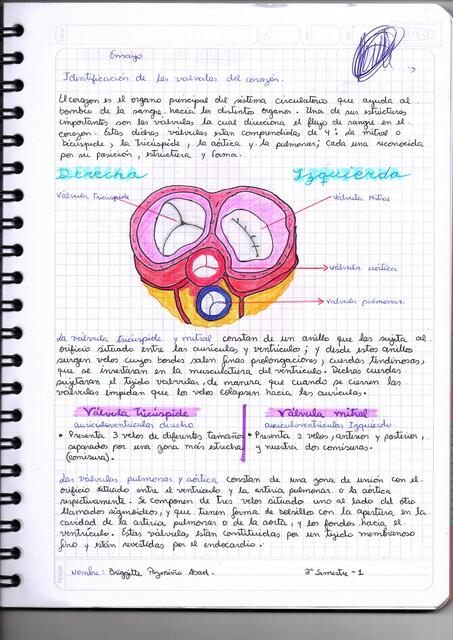 Componentes del corazón | Bri Pazmiño | uDocz