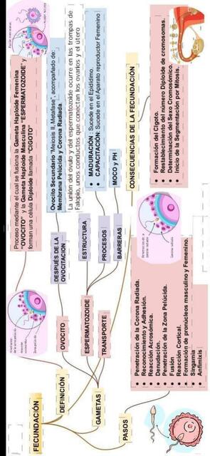 embrio | Luisa | uDocz