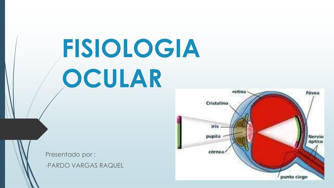 FISIOLOGIA OCULAR 1 | alessa | uDocz