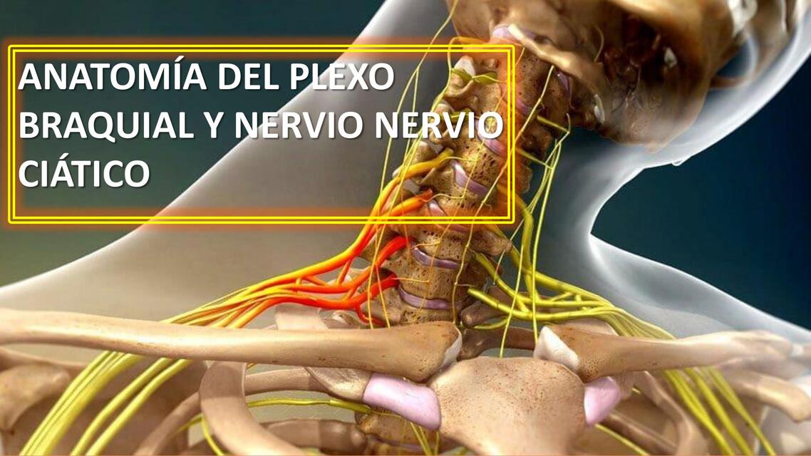 Flashcards de Anatomía del plexo braquial y nervio ciatico | Por Ingri ...