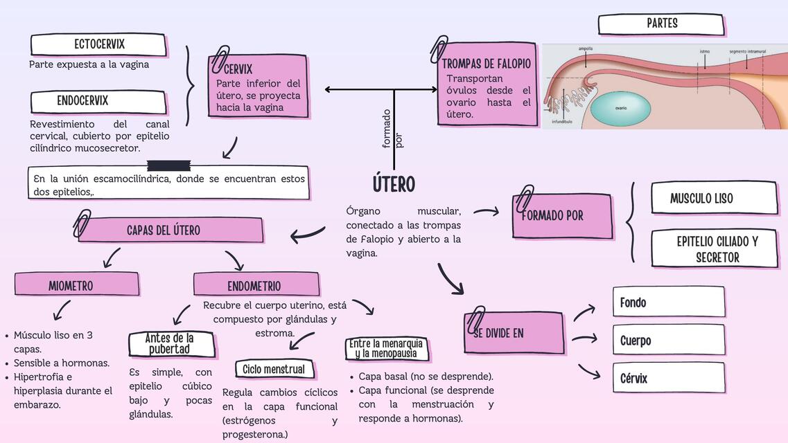 Útero | Mel Huerta | uDocz