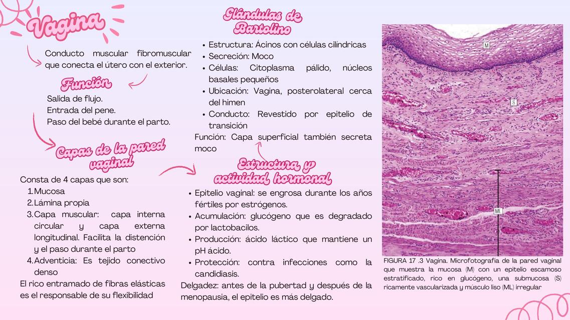 Vagina | Mel Huerta | uDocz