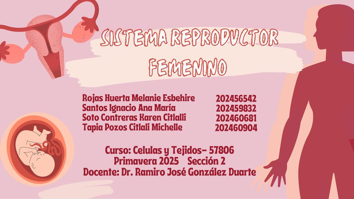 Aparato reproductor femenino | Mel Huerta | uDocz