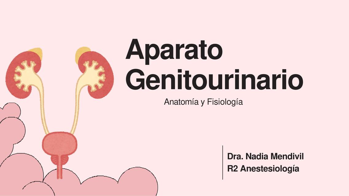 anatomia y fisiologia del sistema genitourinario | Nadia | uDocz