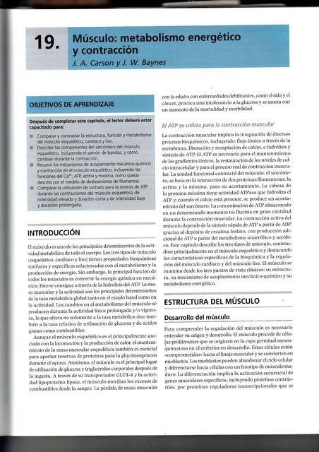 Baynes 2daedicion Músculo | Sam Phoyu | uDocz