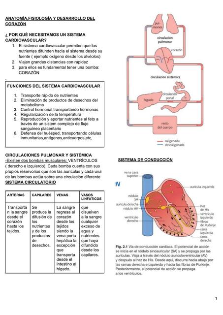 embrio y cardio | Clara | uDocz