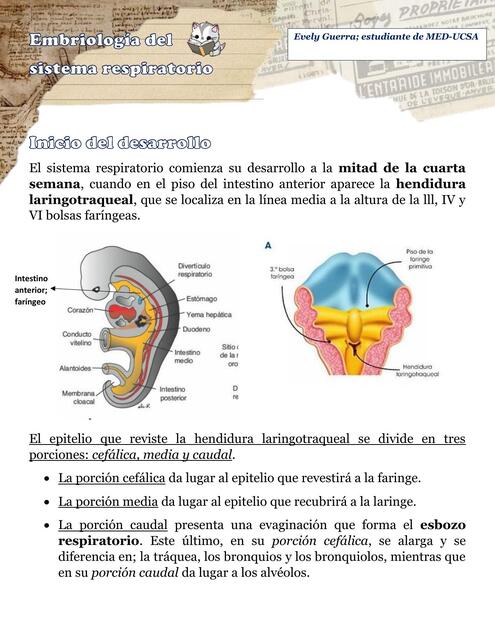 Sistema respiratorio embrio | Evely Guerra | uDocz