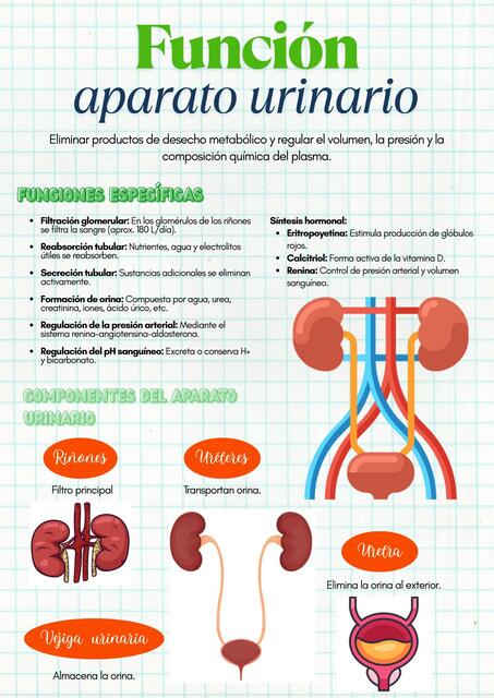 FUNCIÓN APARATO URINARIO | Carol | uDocz