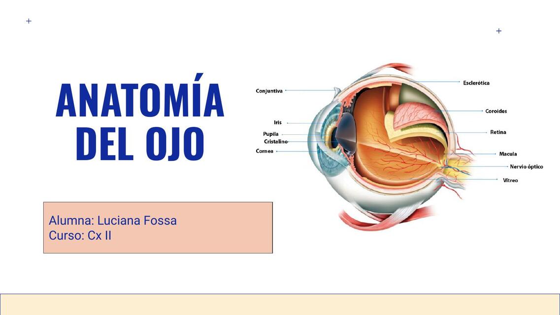 Anatomía del ojo- Cx II | Luciana | uDocz