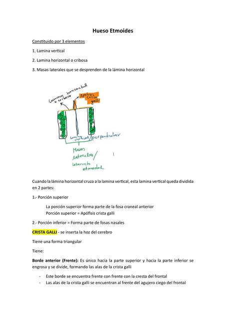 Repaso anato | Guss | uDocz