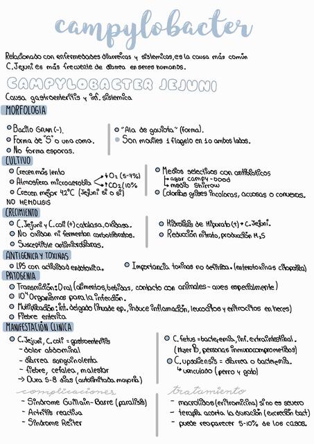 Campylobacter, helicobacter pylori, haemophilus | giane | uDocz