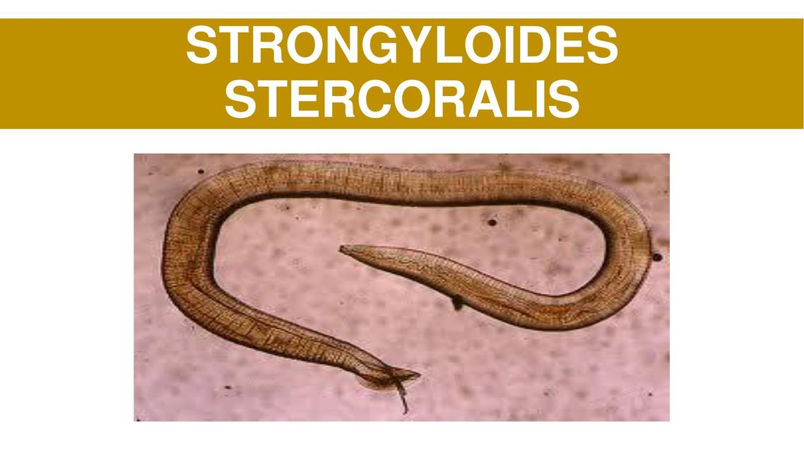 ESTRONGILOIDIASIS | RESÚMENES MÉDICOS | uDocz