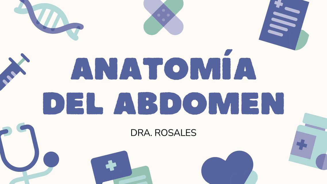 Anatomía del abdomen | Kelly Rosales | uDocz
