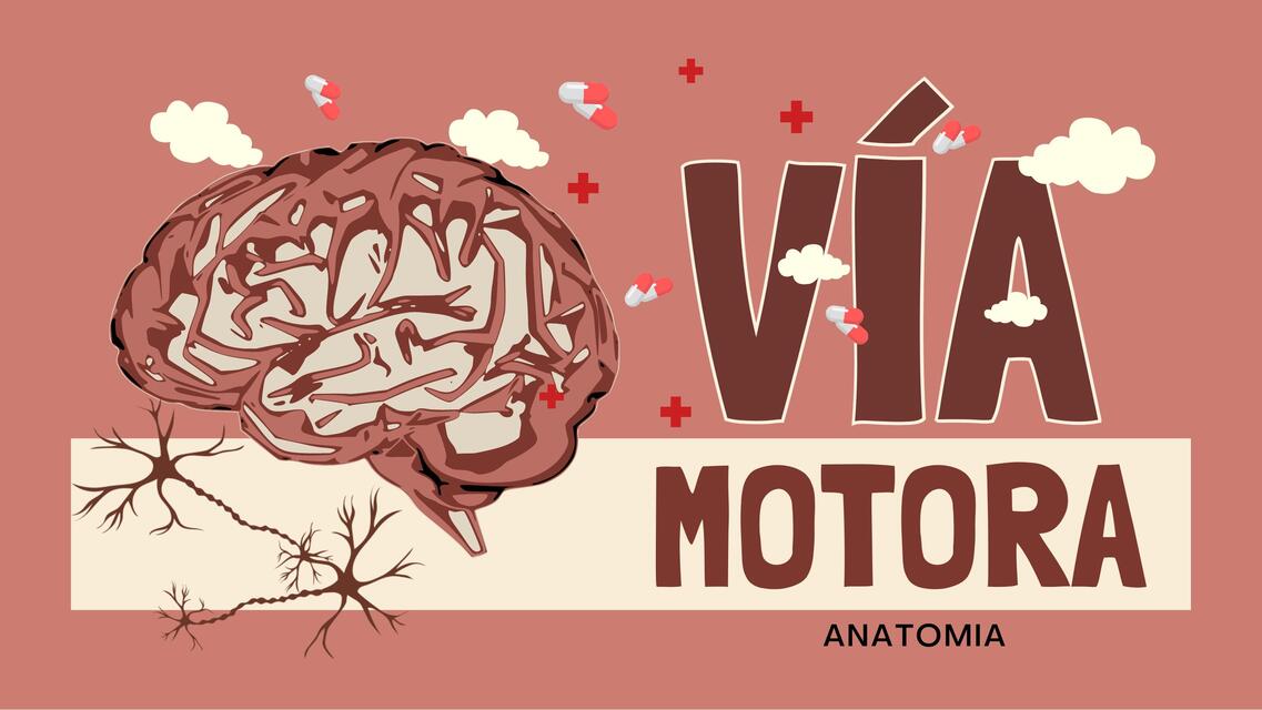 vía motora anatomÍa II | Iris°. | uDocz