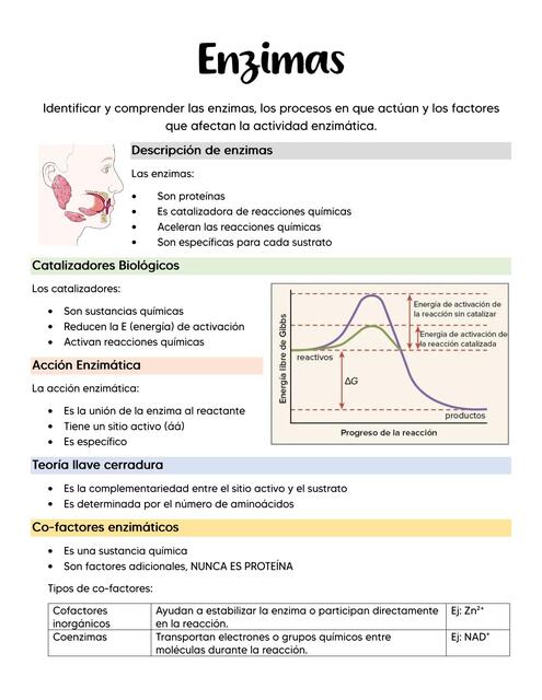 Enzimas | Sebastián Jara | uDocz
