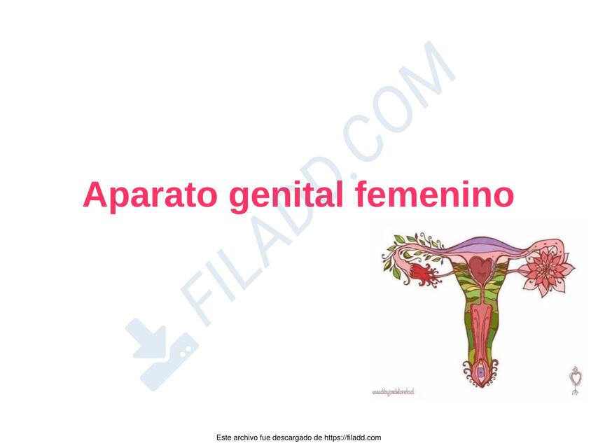 Aparato genital femenino | Sam Phoyu | uDocz
