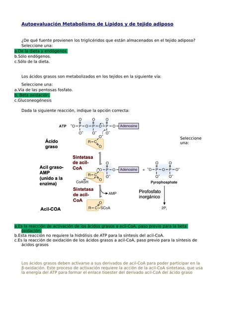 Autoevaluación Metabolismo de Lípidos y de tejido | Sam Phoyu | uDocz