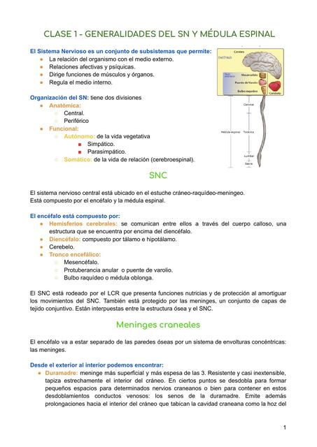 Resumen Anatomia | Sam Phoyu | uDocz