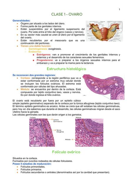 Teoricos Reproductor y desarrollo | Sam Phoyu | uDocz