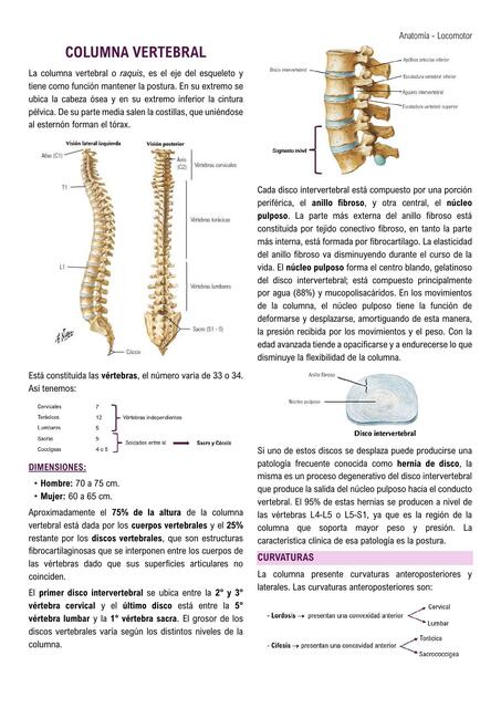 Columna Vertebral | Neuronita | uDocz