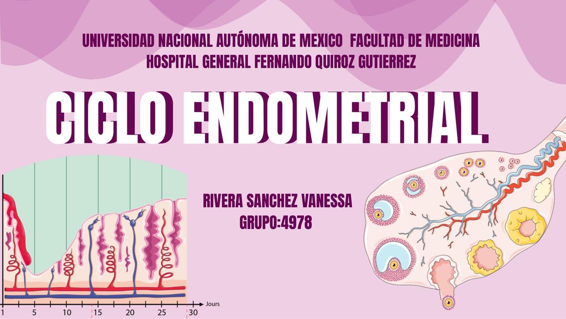 CICLO ENDOMETRIAL | Vane Sánchez | uDocz