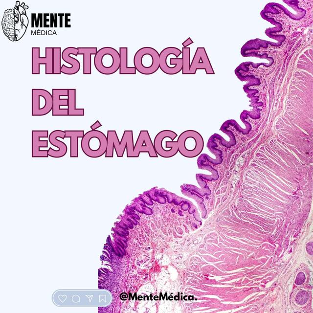 HISTOLOGÍA DEL ESTÓMAGO | Mente Médica | uDocz