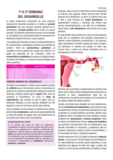 1ª a 2ª semana | Neuronita | uDocz