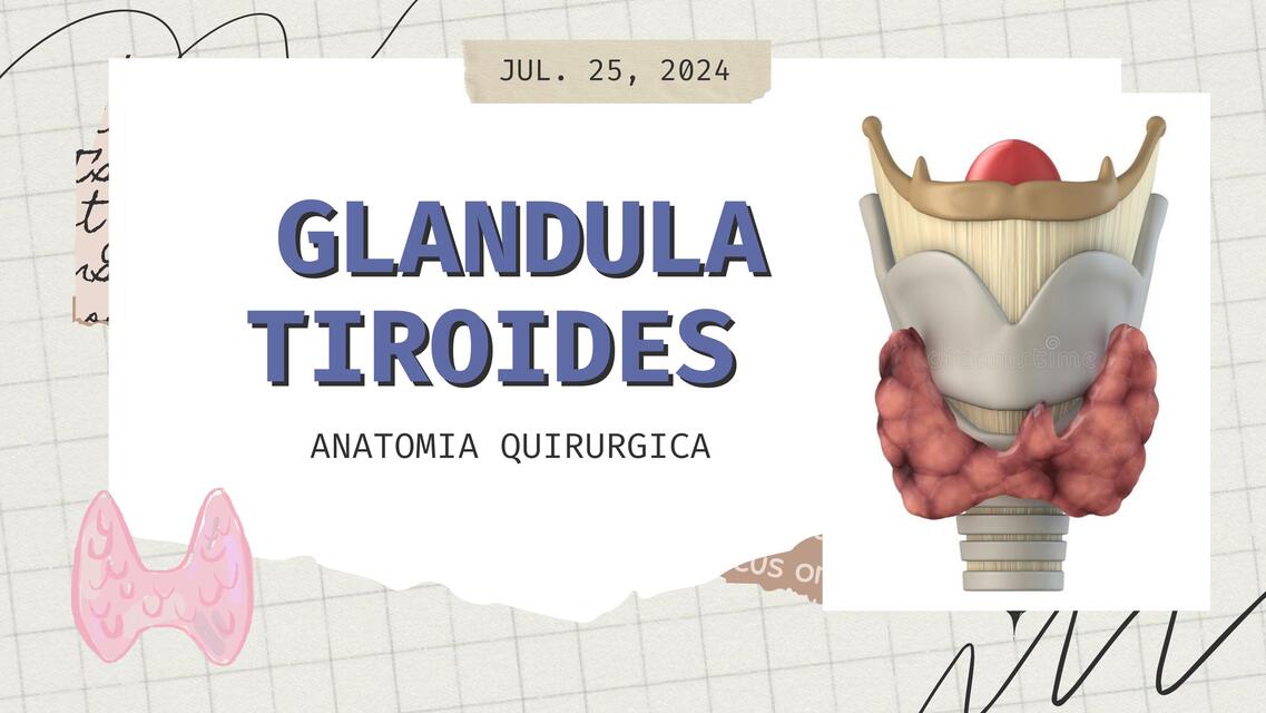 ANATOMIA QUIRUGICA DE TIROIDES 1 | Nayely Limachi Flores | uDocz