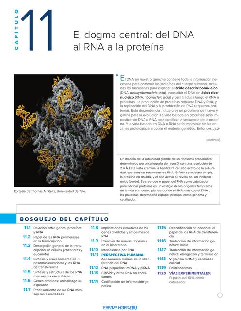 capítulo 11 de karp | Elmer Brayan | uDocz
