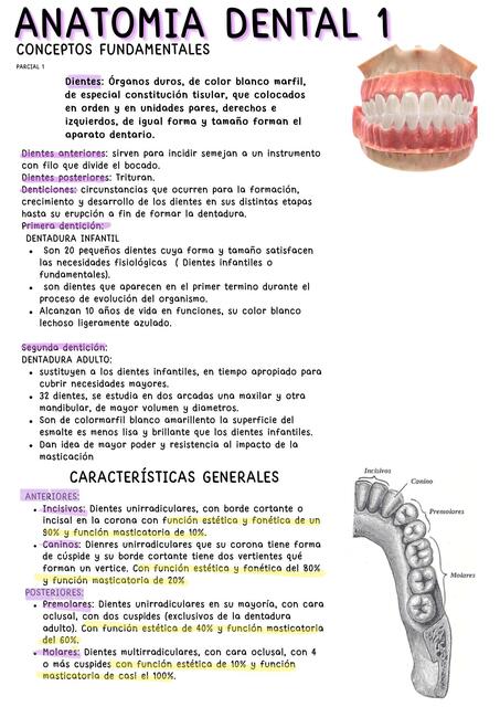 ANATOMIA DENTAL 1 conceptos fundamentales | ANDREA | uDocz
