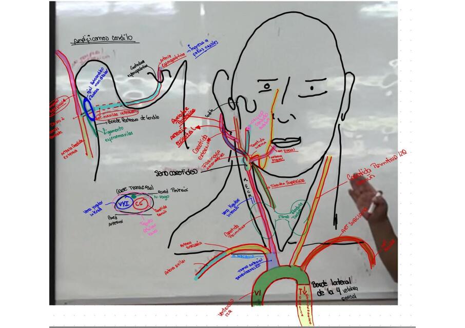 arterias de la cara anatomia 1 | MED BAO | uDocz