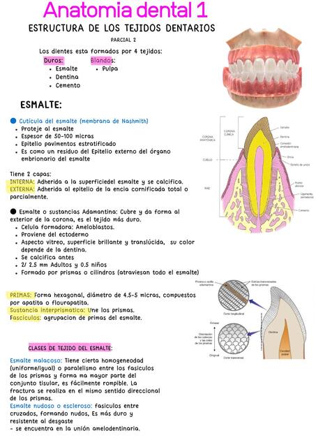 Anatomia dental 1 tedijos dentarios y noción de em | ANDREA | uDocz